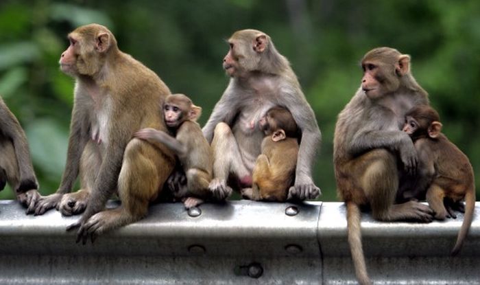 Trending News Today, April 9, 2020: Angry Monkeys in Ayodhya Fight For ...