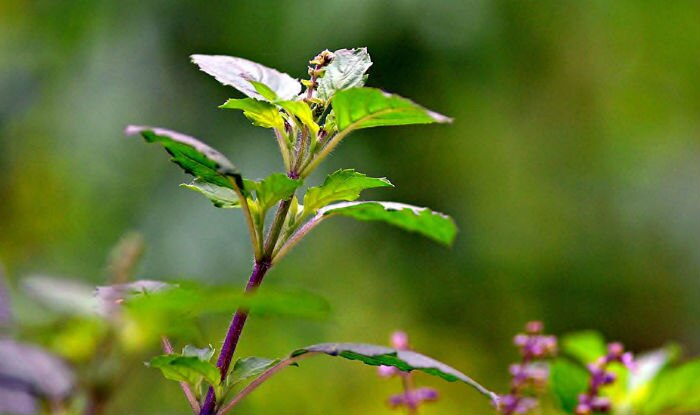 Health Benefits Of Basil | तुलसी के सेवन से स्वास्थ्य को होते हैं ये 9 ...