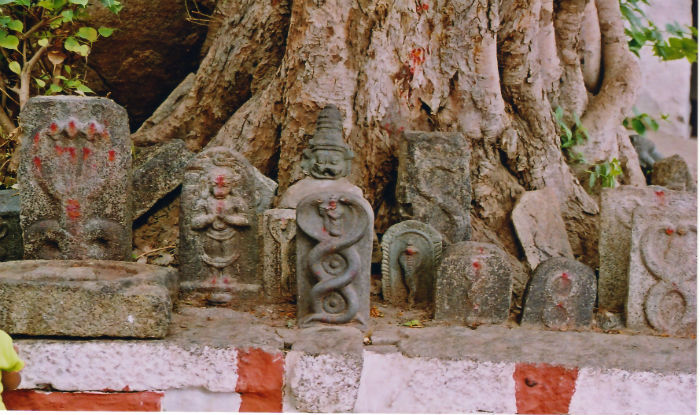 Rajasthan celebrates unique snake festival to bring good fortune ...