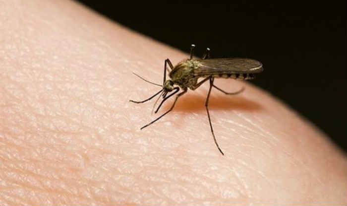 Dengue Fever: Follow These Prevention Strategies | India.com