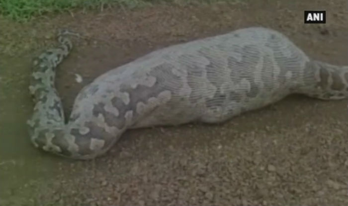 Caught On Camera: 20-Feet long Python swallows Nilgai (Watch Video ...