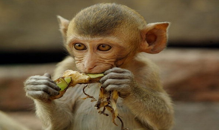 Money Heist Season 5? Monkey Leaves Twitterati in Splits as Video of it ...