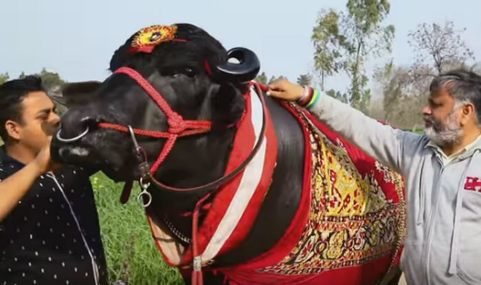 India's Super Bull Yuvraj father of Two and Half Lakh Children|Shocking ...