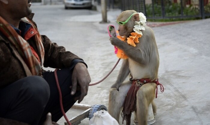 Gurugram: Municipal Corporation team to control monkey menace | India.com