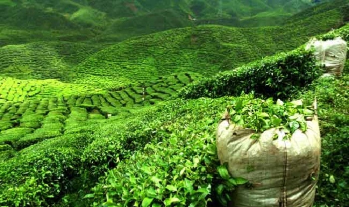 Demonetisation: Hailakhandi first in Assam to pay tea workers via bank ...
