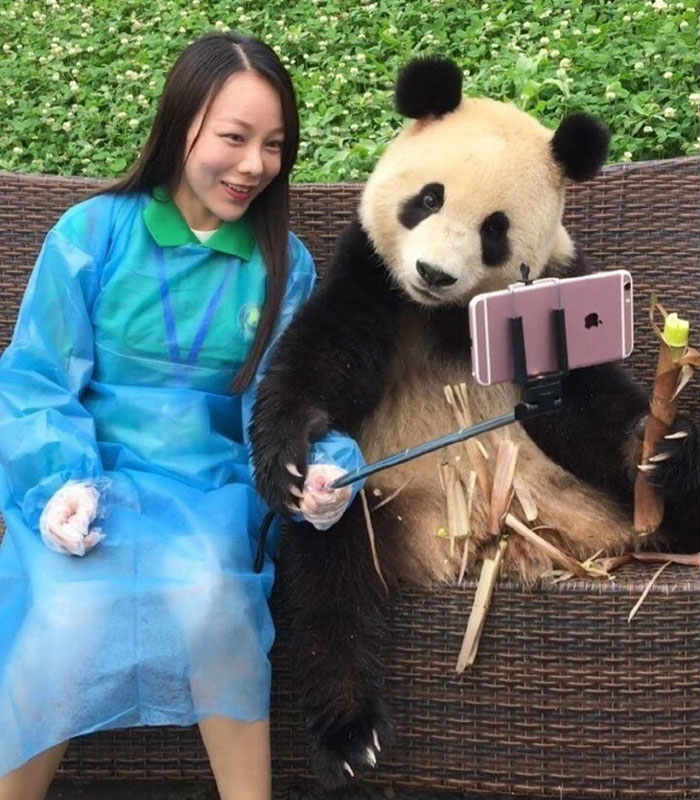 This adorable Panda shows you how to click a selfie and pose right ...