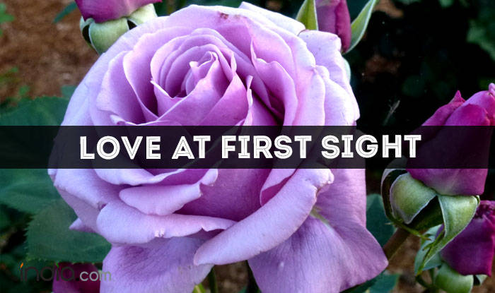 Happy Rose Day 2017: Meaning and Significance of different rose colours ...