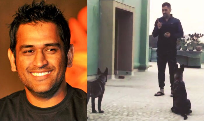 MS Dhoni playing with his dogs is the sweetest video you’ll see on ...