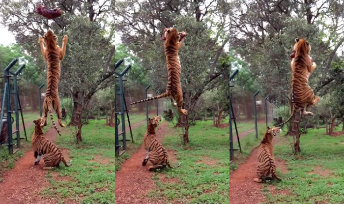 Tiger jumps to catch meat, filmed in slow-motion! This big cat jump is ...