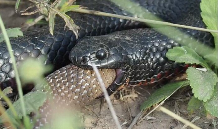 Watch Video: Snake vomiting another live snake | सांप ने उगला दूसरे ...