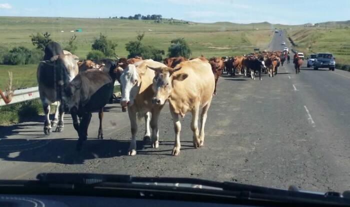 Cows get GPS-enabled microchip ear implant as Aadhaar ID for cattle ...