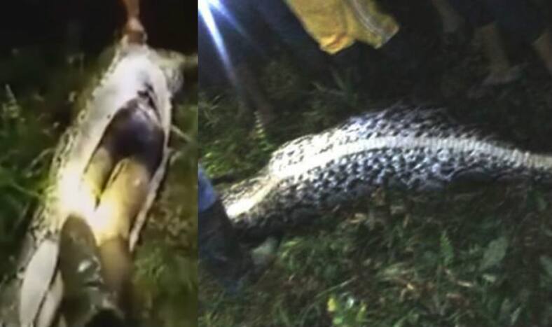 Giant python eats man: Missing Indonesian guy found inside seven-meter ...