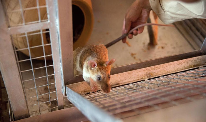 Rat Menace in Western Railways: Only 5,457 Caught Despite Spending Rs 1 ...