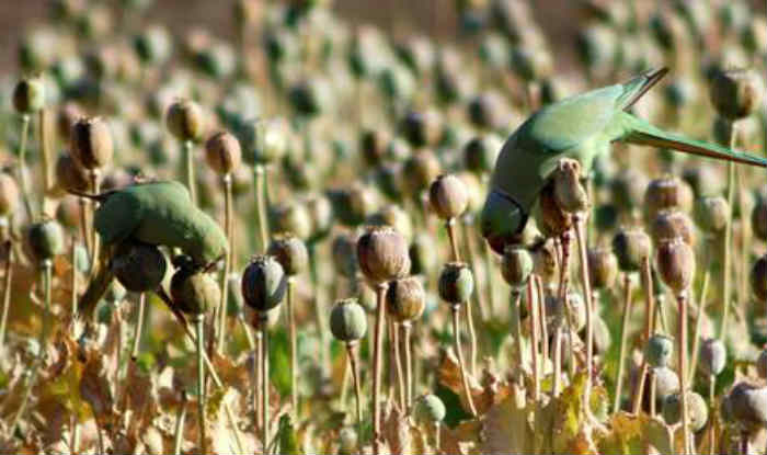 Parrot eating Opium | अफीम के नशेड़ी तोते किसानों की लिये बने चुनौती ...