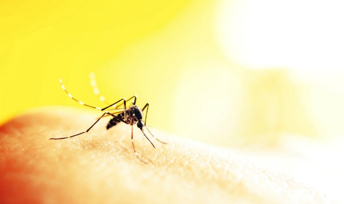 World Malaria Day 2017: Causes, symptoms and treatment of malaria ...