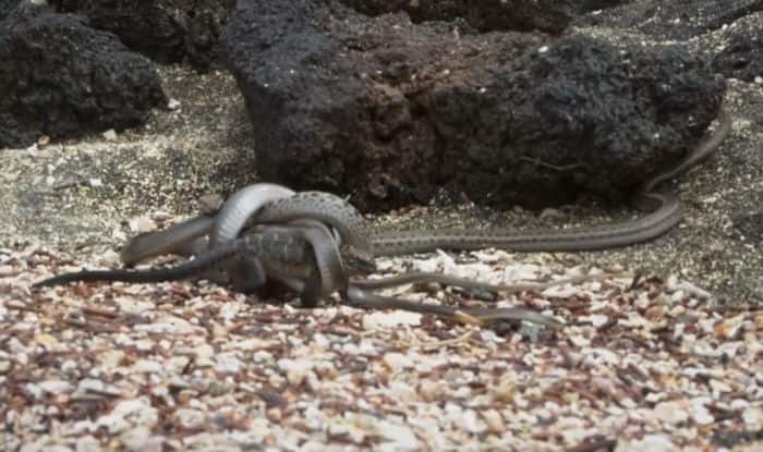 Iguana chased by an army of deadly snakes in the adrenaline-rushing video! ‘Snakes vs Iguana ...