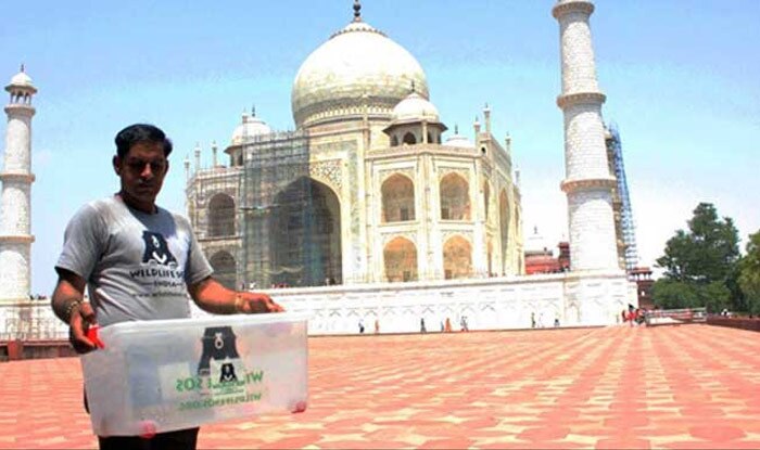 6-foot-long snake at Taj Mahal in Agra causes panic among tourists ...