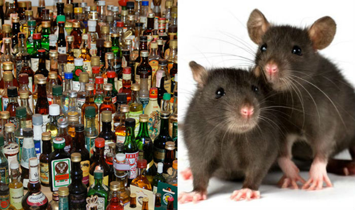 Rats in Bihar are alcoholics, drink over 9 lakh litres of seized ...