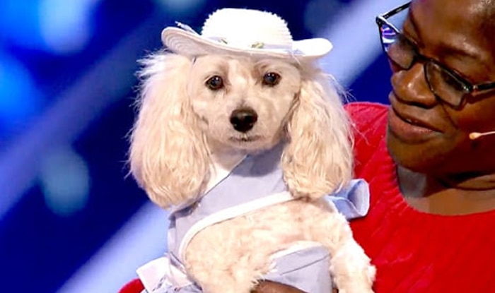 This contestant from America’s Got Talent Season 12 is a dog who can ...