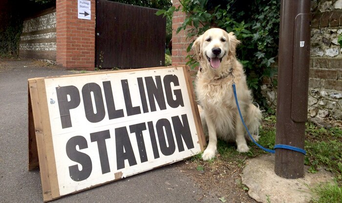 #DogsAtPollingStations: Adorable animals waiting outside polling ...