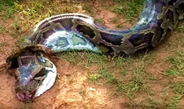 Indonesia: 23-foot Long Python Swallows 54-year-old Woman; Villagers ...