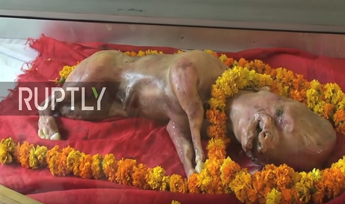 UP: Cow born with a human-like head is worshipped by people | इंसान के ...