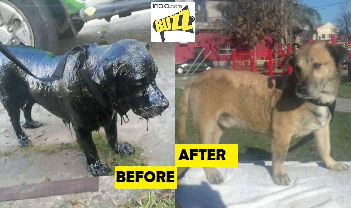 Dog covered in tar rescued by two boys! See pictures of the dog’s ...