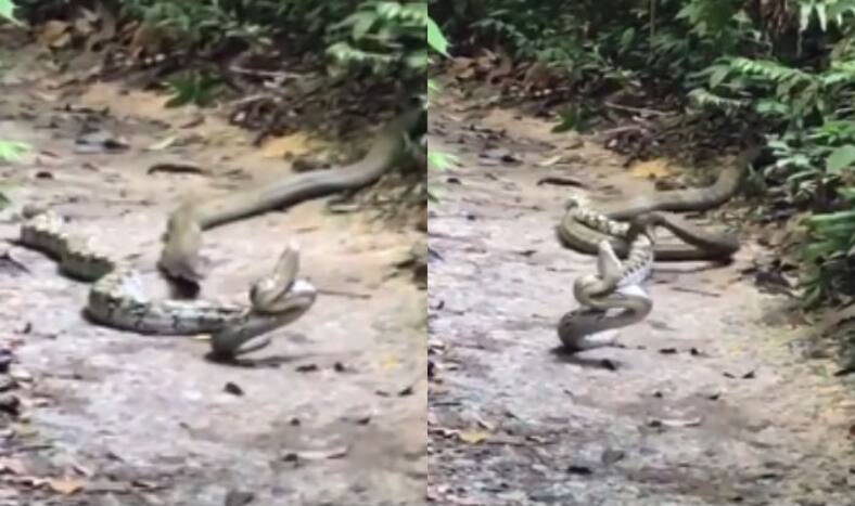 Python vs King Cobra: Watch Viral video of Battle of snakes at ...