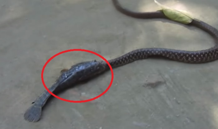 Fish stops snake from swallowing it in this unique face off in India ...