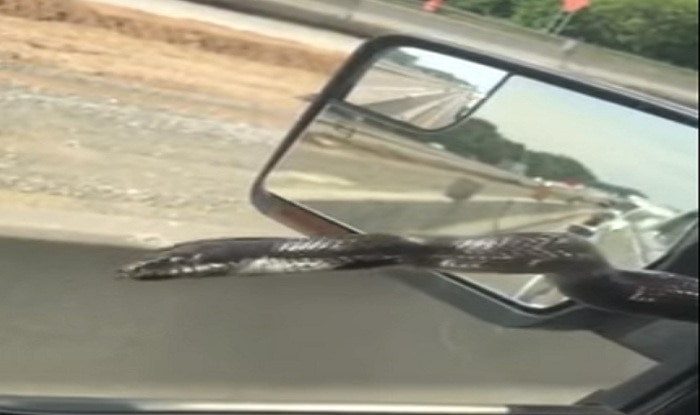 Snake crawls on side mirror of a moving car on a highway; tries to ...