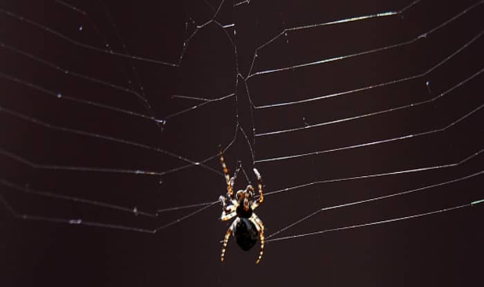 Scientists Name Seven New Spider Species Found in Brazil After Famous ...