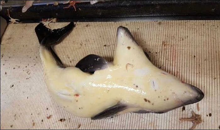 Rare Two-Headed Sea Creature caught in North Sea! See Pictures of ...