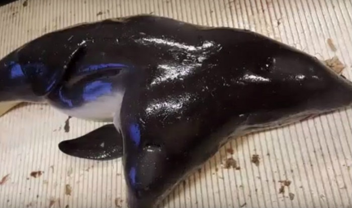 Rare Two-Headed Sea Creature caught in North Sea! See Pictures of ...