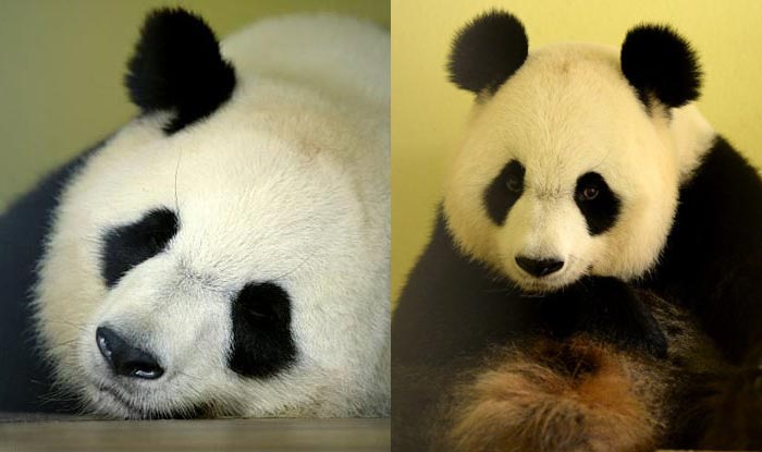 French Zoo Announces First Panda Pregnancy Ever! Giant Panda Huan Huan ...