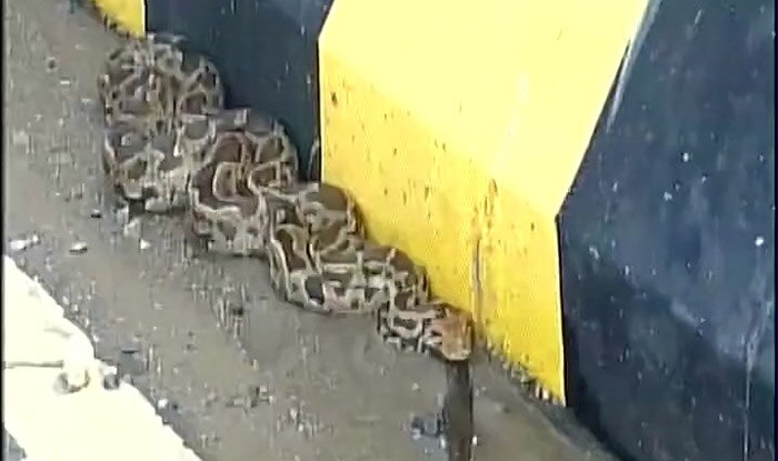 Python Strays Onto Road Near Lakhaniya Dari Waterfalls After Heavy ...