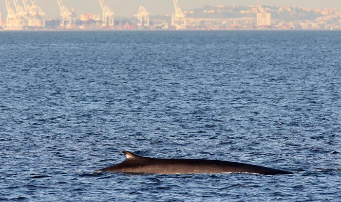 Whale kills Canadian rescuer Joe Howlett after he freed it from fishing ...