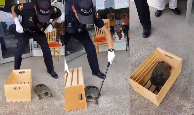 Cop Scared of Picking Up A Turtle In Viral Facebook Video Is Hilarious ...