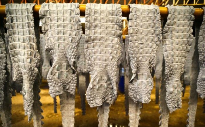 World’s Biggest Crocodile Farms Present in Thailand: Pictures of ...