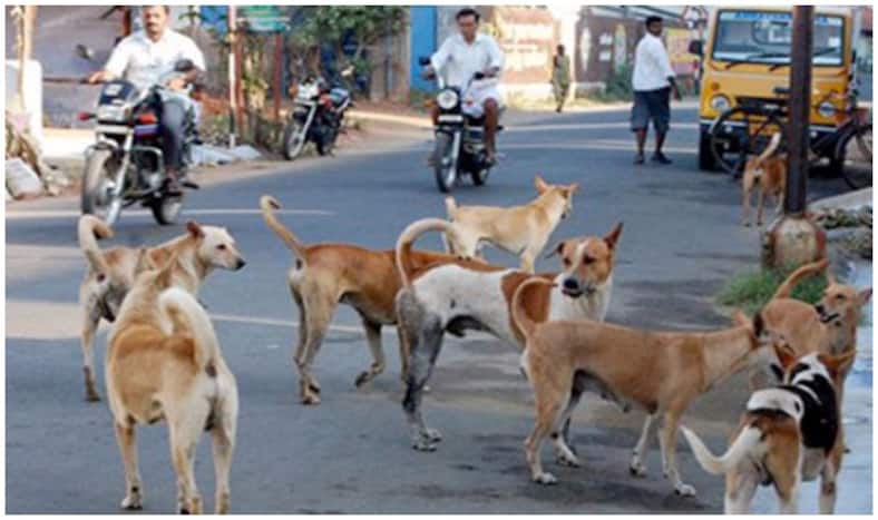 Kerala Stray Dog Menace 21 People Dead Due To Rabies Brutal Visuals Of ...