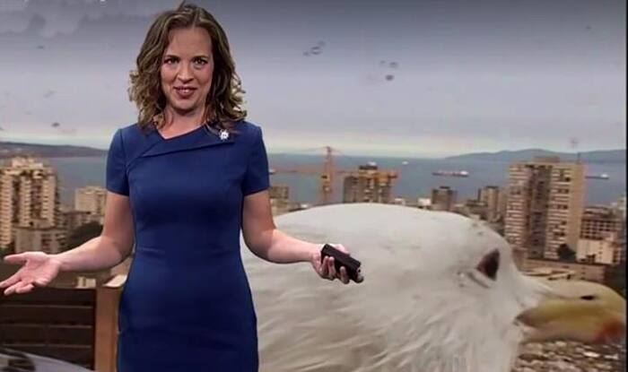 Giant Seagull Disrupts Live TV Weather Forecast, Reporter Breaks Into ...
