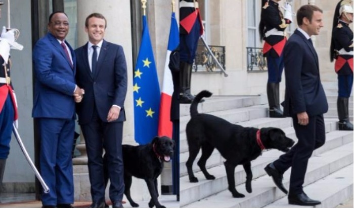 Meet Nemo, France’s First Dog, Adopted by President Emmanuel Macron and ...