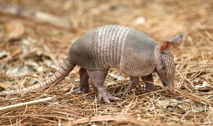 Bullet Fired at Armadillo Bounces Back to Texas Man | India.com