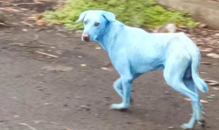 Stray Dogs in Navi Mumbai Are Turning Blue Because Of The Pollutants in ...
