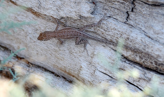Mumbai Family Falls Sick After Consuming Palak Paneer With Dead Lizard ...