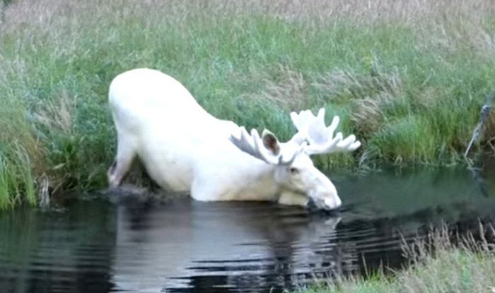 Rare White Moose Captured on Camera in Sweden And Internet Is Amazed At ...