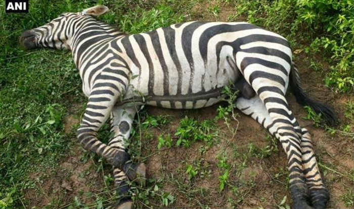 Lone Zebra Dies In Nandankanan Zoo, Lightning Suspected to be Reason ...