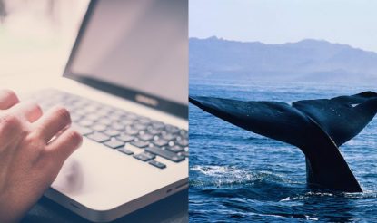 Blue Whale Game Rules & Facts: How to Identify the 50-day Challenge ...