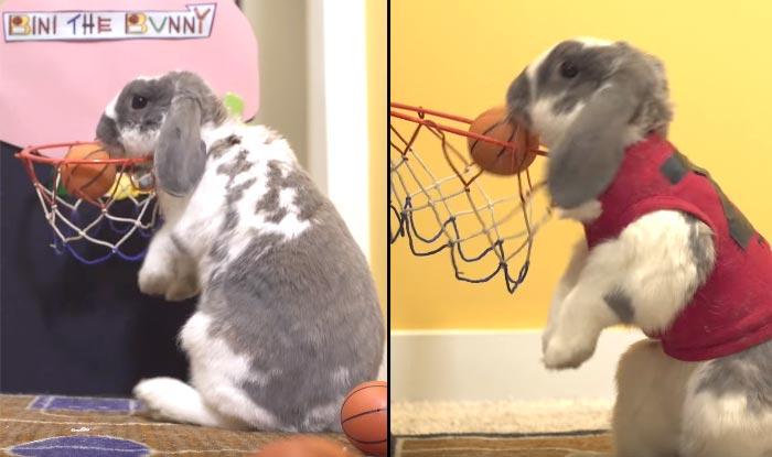 Rabbit Sets Guinness Book Of World Record For Dunking Basketballs And ...