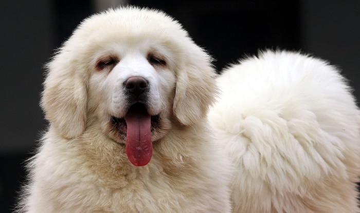 Choosing The Perfect Pooch is a Tricky Decision | India.com