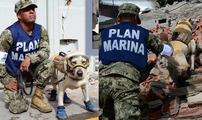 Frida The Rescue Dog Helped Rescue Children From School After Mexican ...